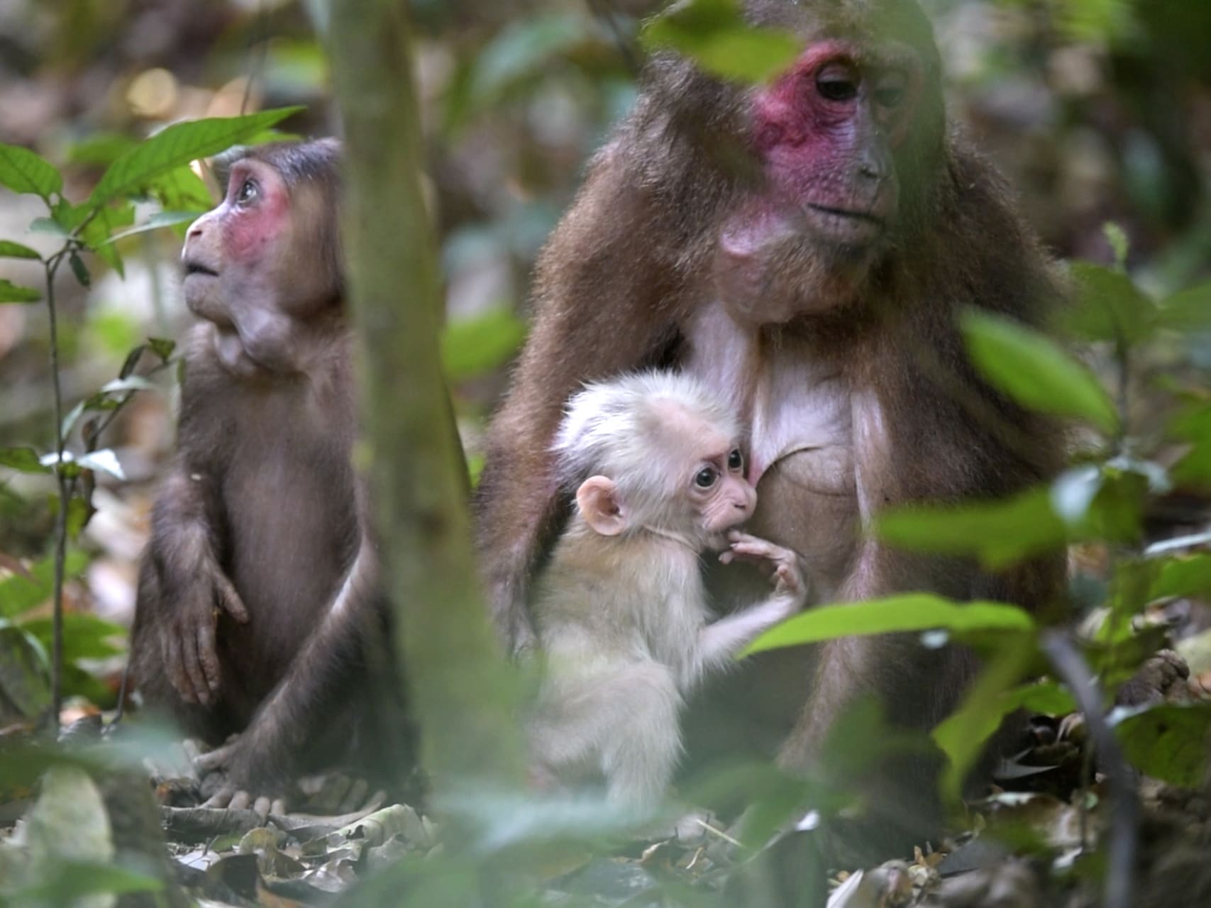 Ladies Special: The Matrilineal World of Stump-Tailed Macaques ...