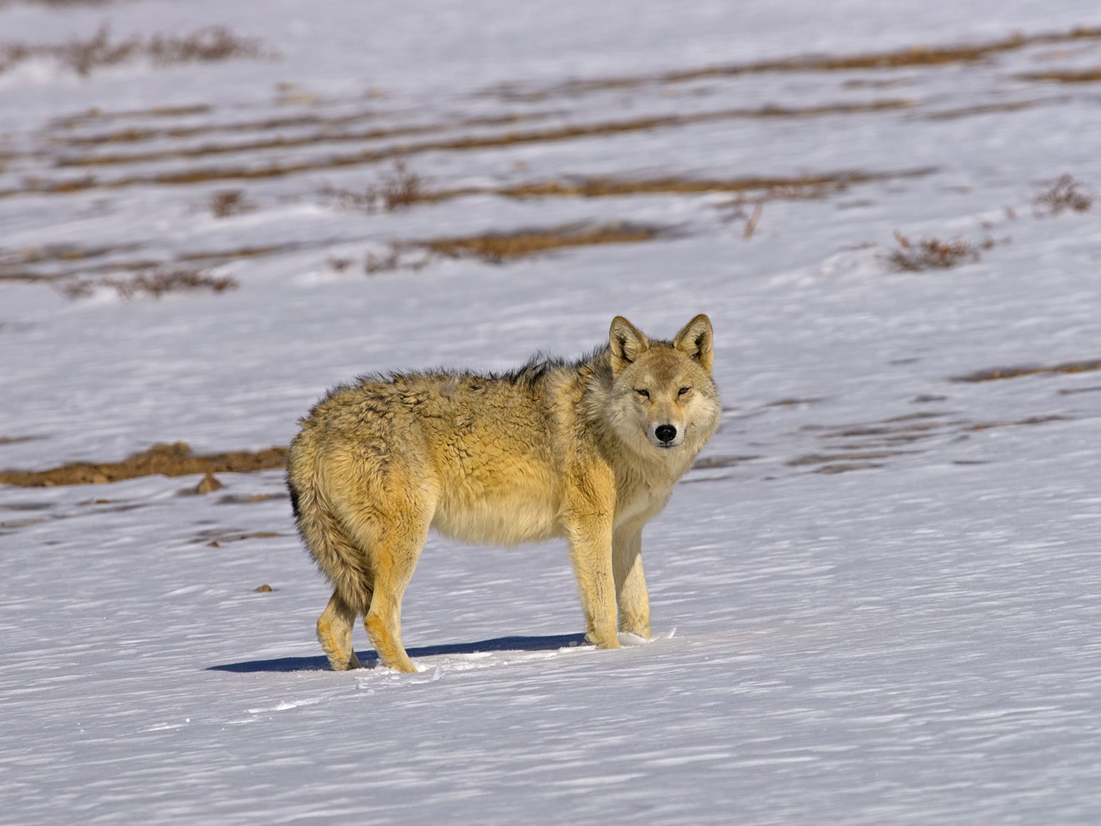 Woolly Wolf: An Ancient Lineage in the Himalayas | Roundglass | Sustain