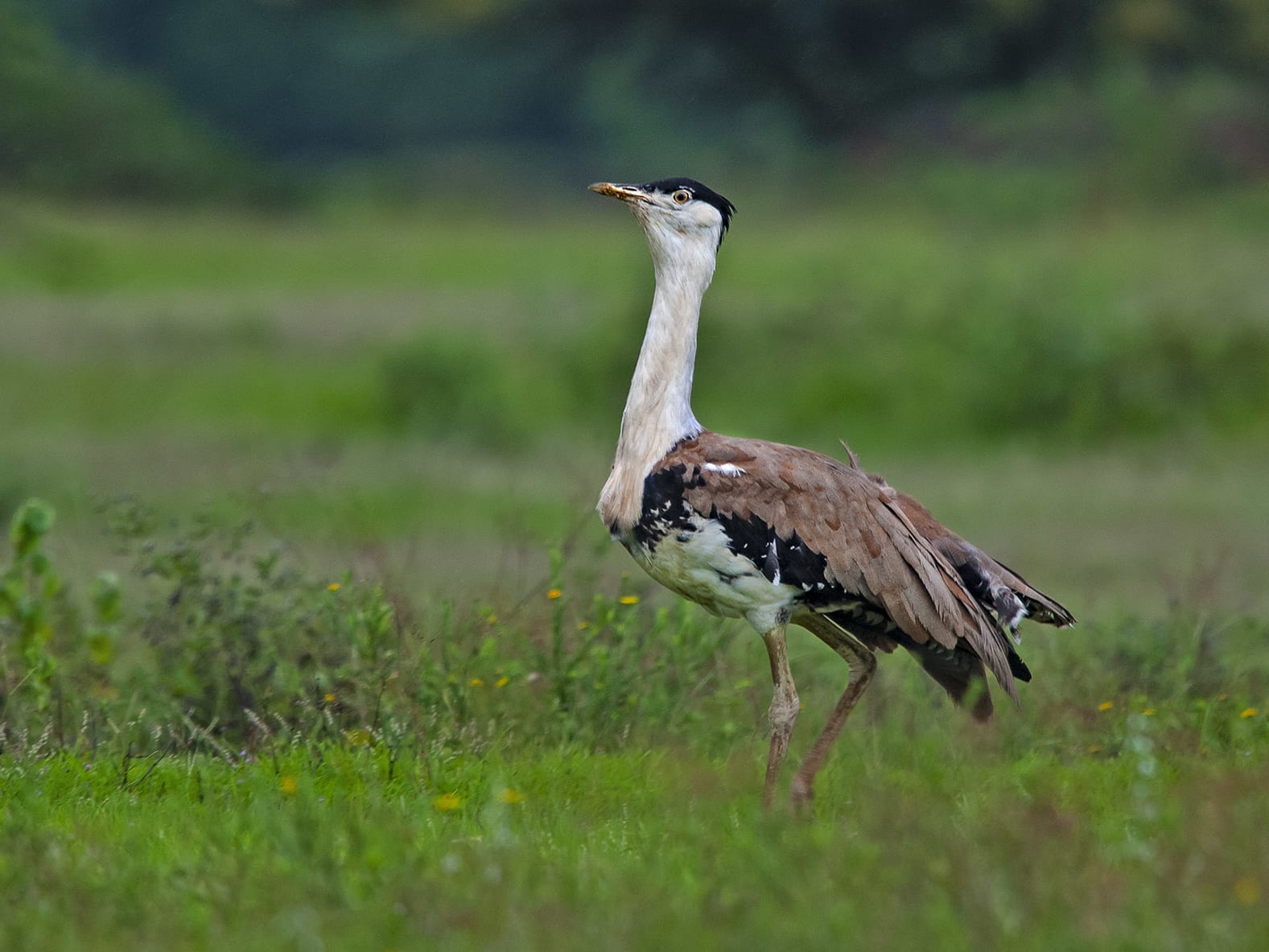 Out of Sight: The Rann, Thar, and the Great Indian Bustard | Roundglass ...