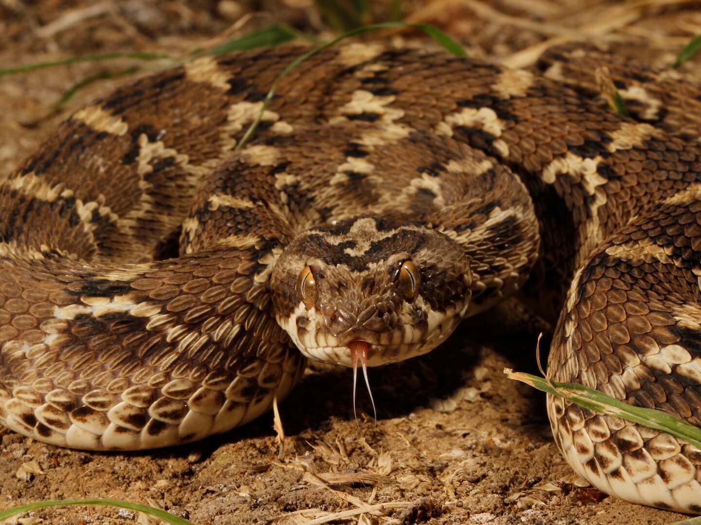 Petite but Deadly: Secrets of the Saw-scaled Viper
