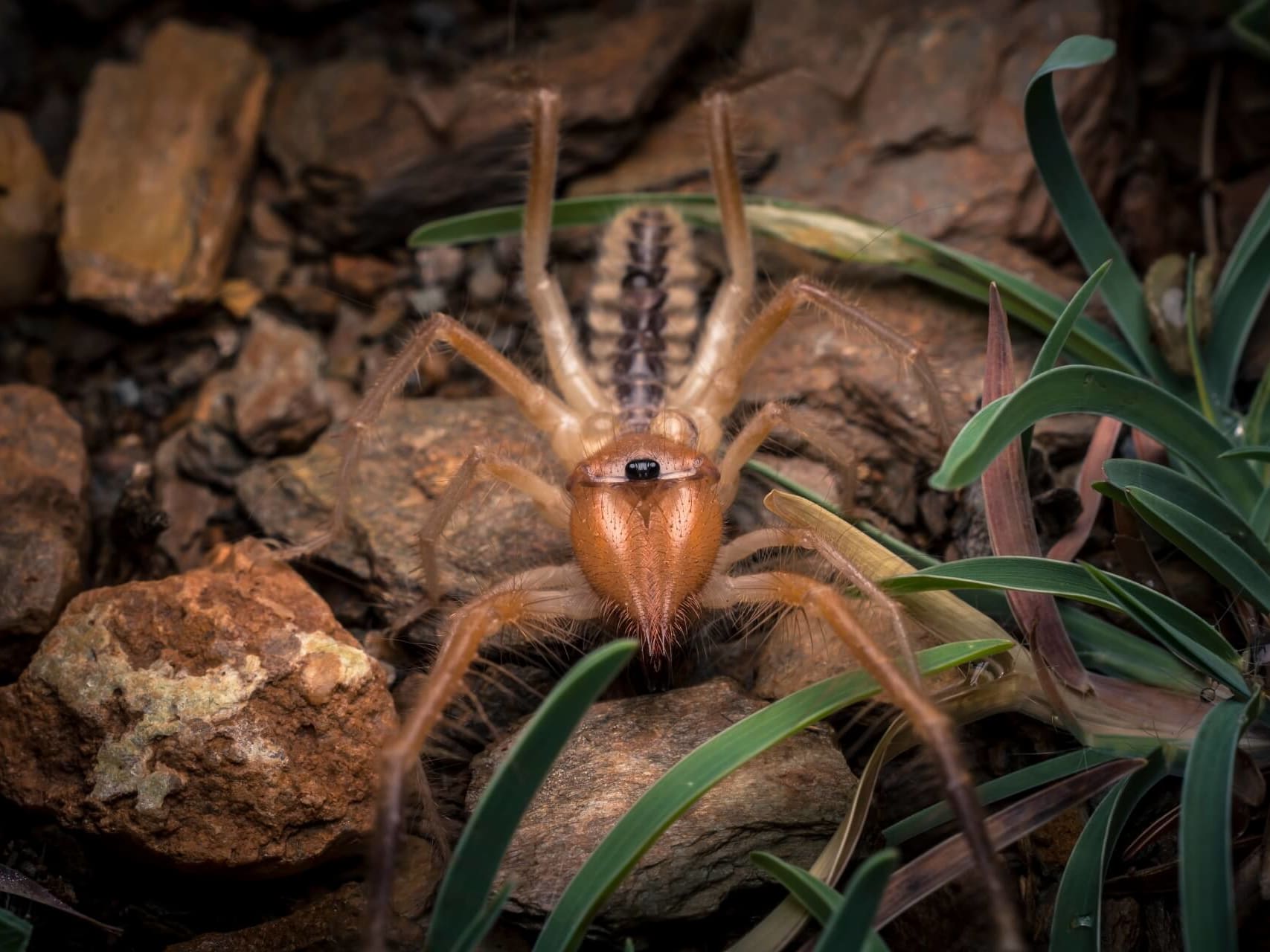 Enter the Mysterious World of Camel Spiders | Roundglass | Sustain