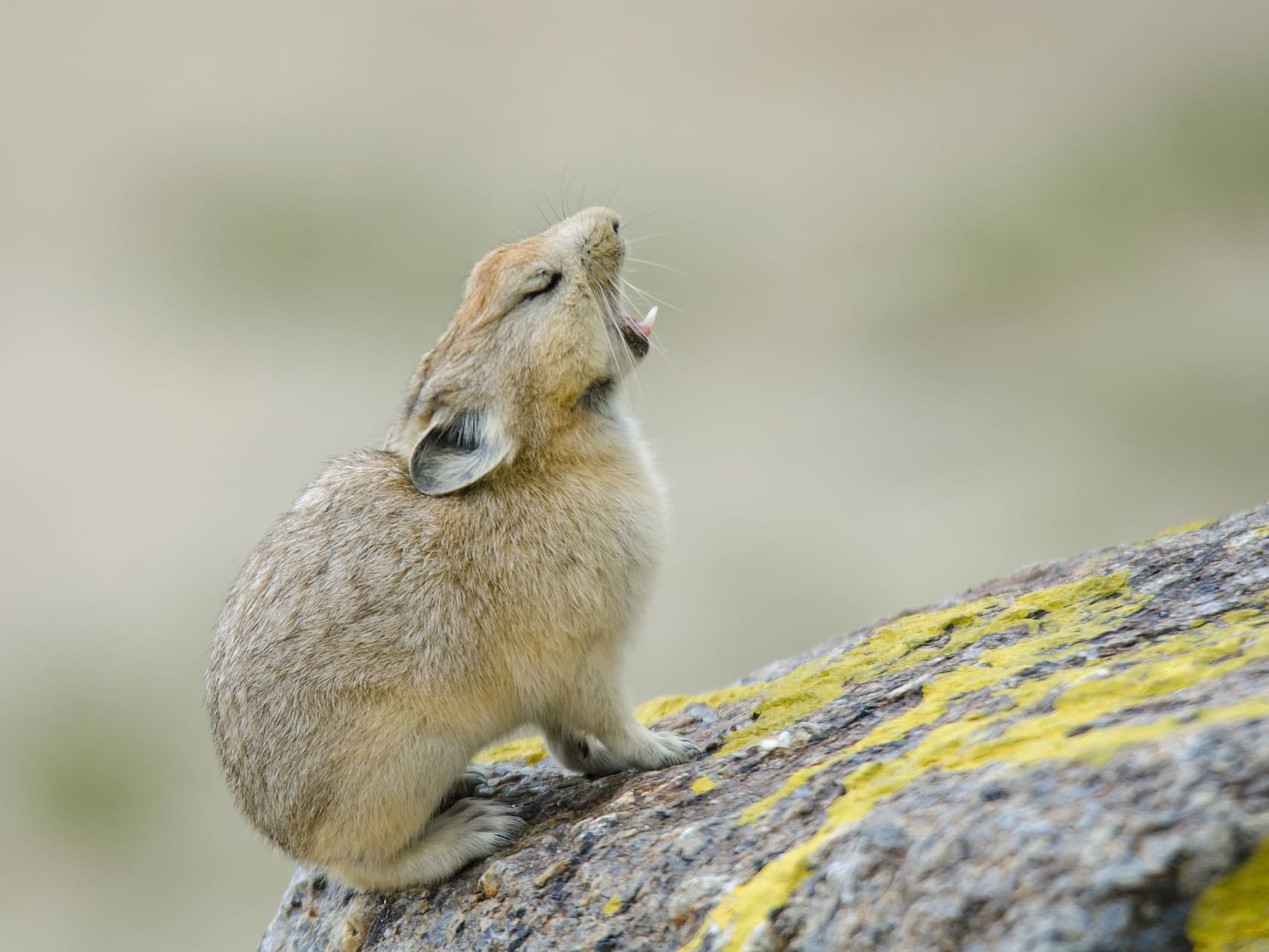 Hop, Skip, Run: The Hardy Pikas of Ladakh | Roundglass | Sustain