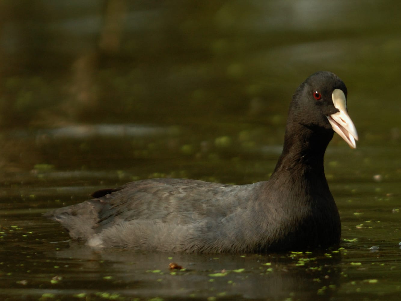 A Tux and a Dance: A Day in the Life of the Common Coot | Roundglass ...