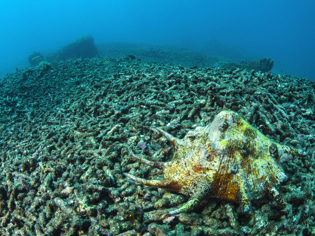 Life of Corals: Witnessing an Ecosystem in Collapse | Roundglass | Sustain