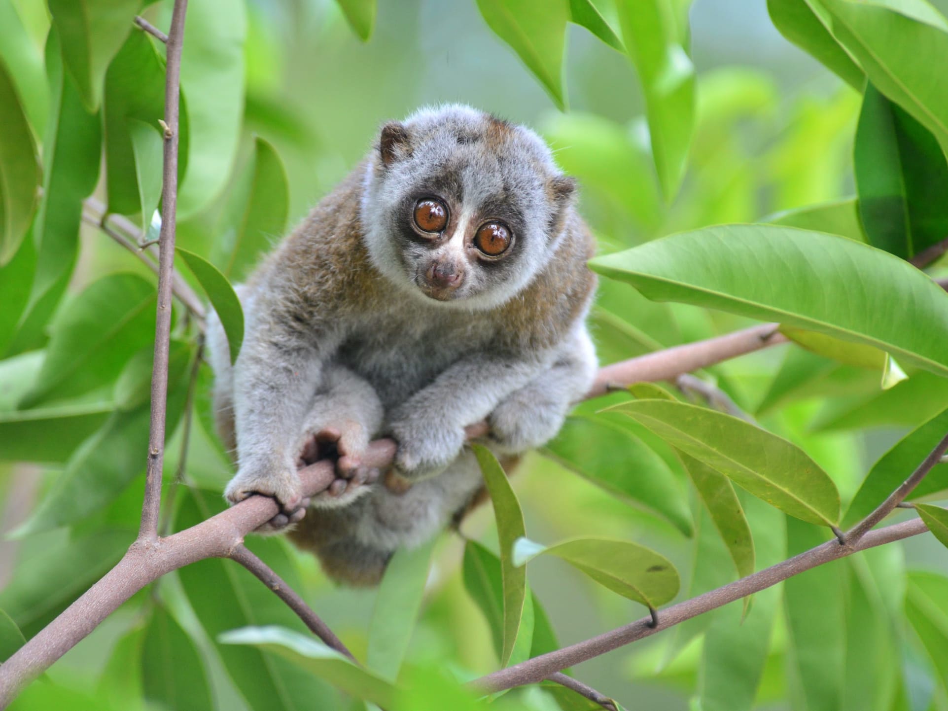 The Bengal Slow Loris: Disappearing Gently into That Good Night ...