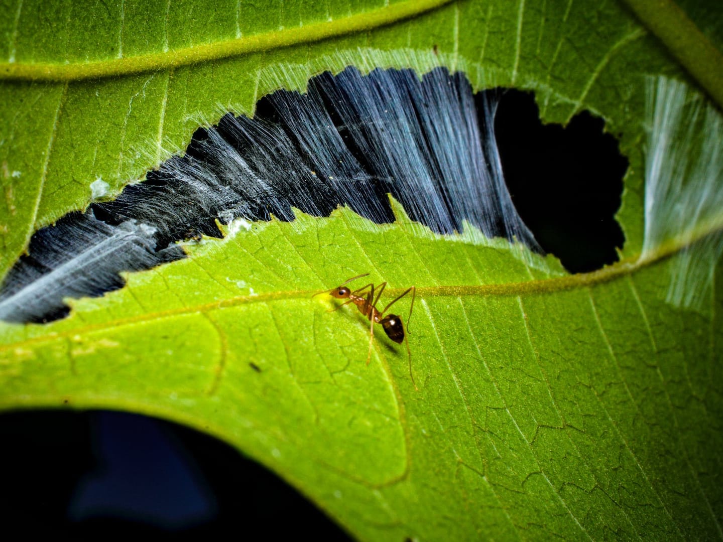 Weaver Ants: Leafy Kingdoms and New Empires | Roundglass | Sustain