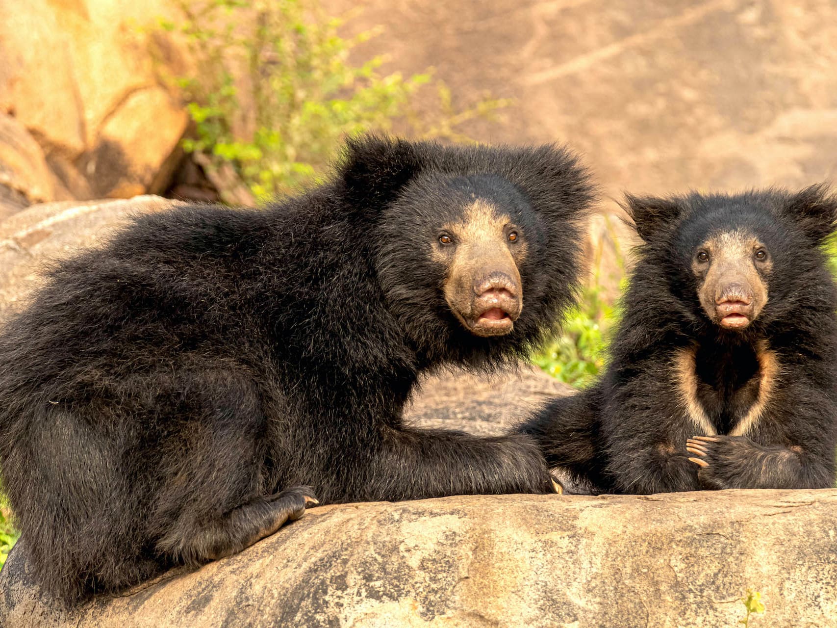Bare Truth: Why We Need to Save Our Sloth Bears | Roundglass | Sustain