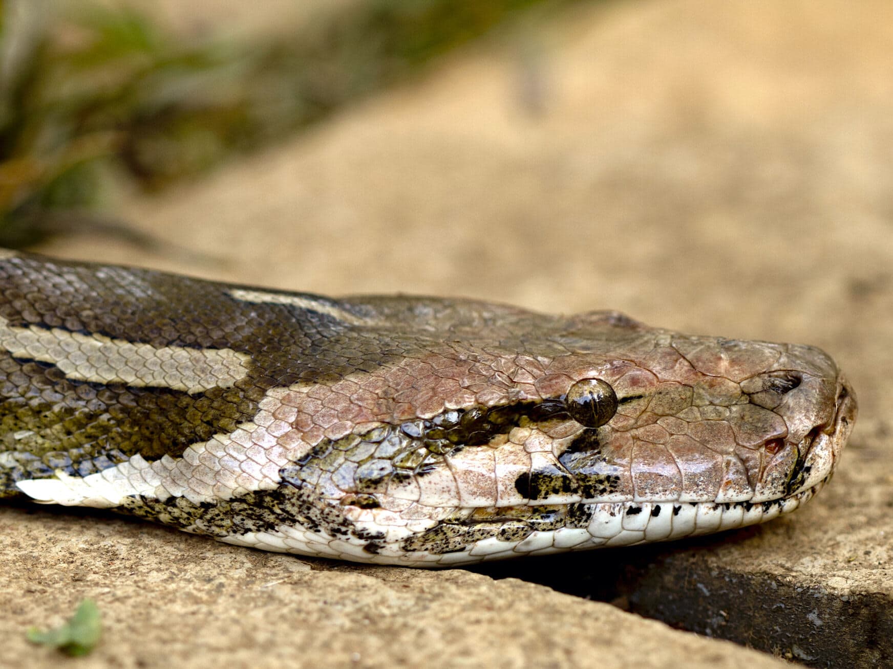Indian Rock Python: Of Legends and Leather Bags | Roundglass | Sustain