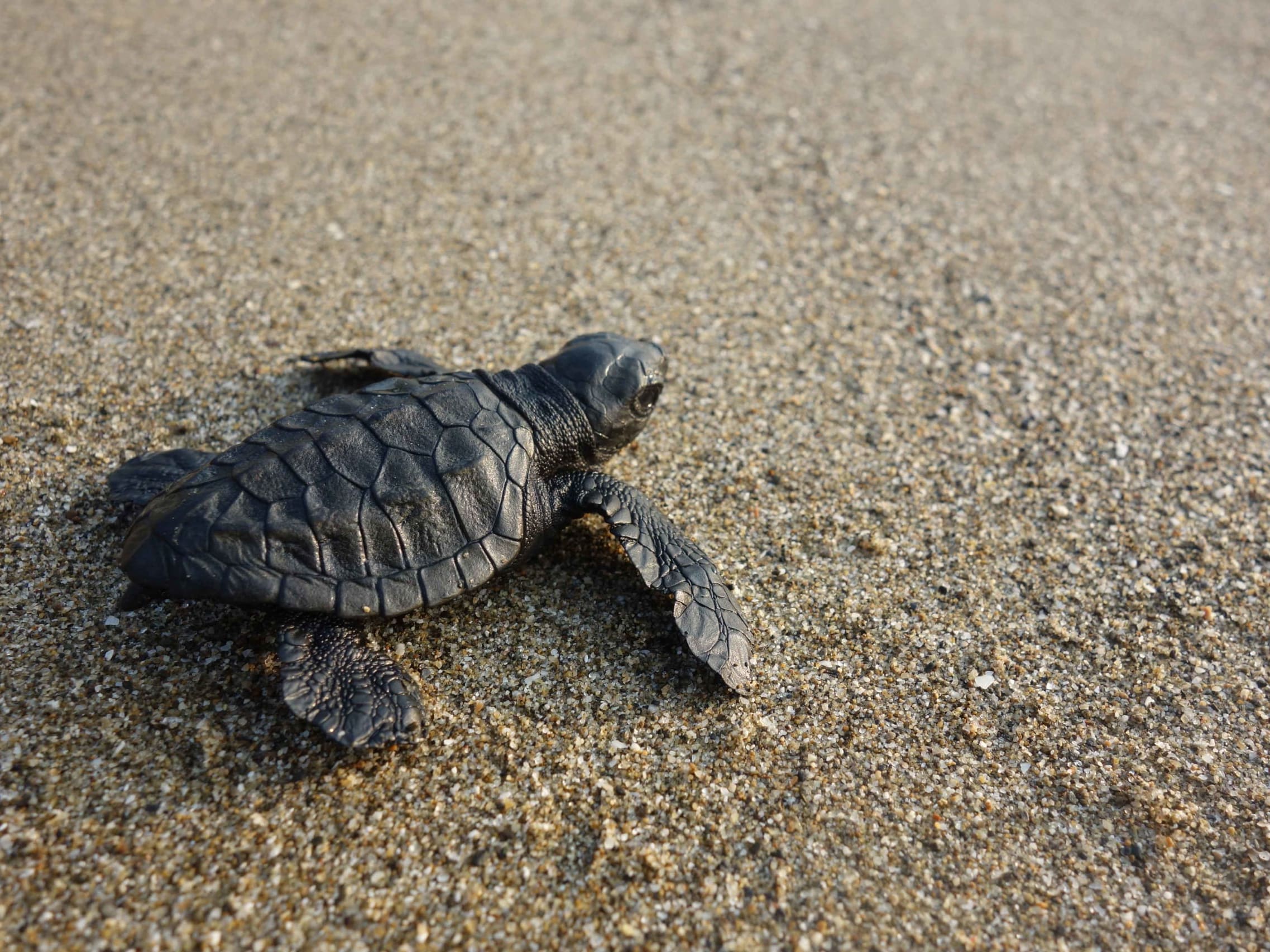 Olive Ridley Turtles Threatened by Upcoming Port in Karnataka ...