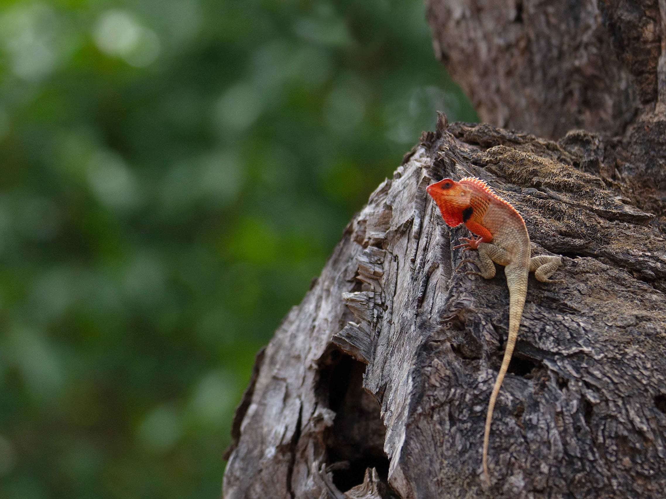 Oriental Garden Lizards: Quick Learners or Bloodsuckers? | Roundglass ...