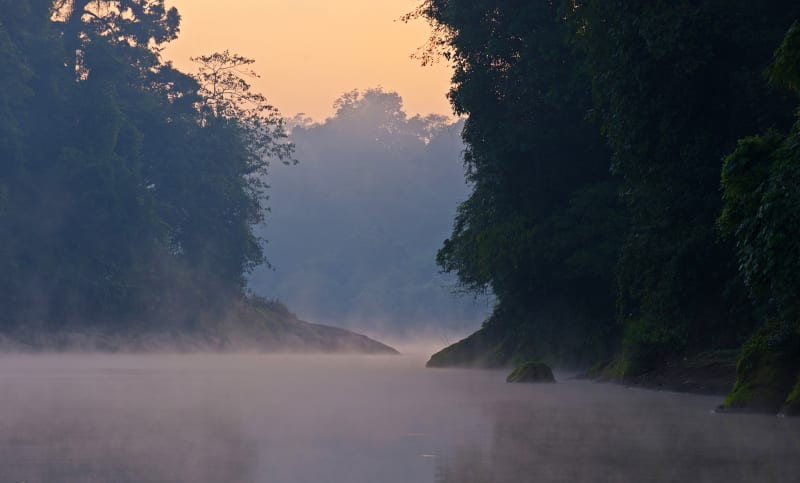 Discover one of the country’s last lowland evergreen forests, teeming ...