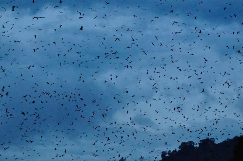 Every year, tens of thousands of Amur falcons descend upon Nagaland ...