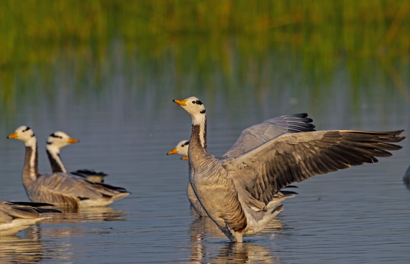 Every winter, flocks of these migratory geese make their way from ...
