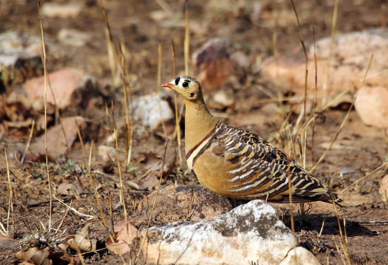 Wholistic Wellbeing for the People | RoundGlass Living