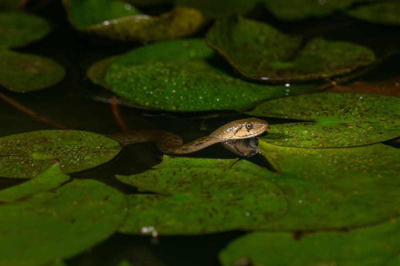 Found in a variety of waterbodies, from streams and swamps to water ...
