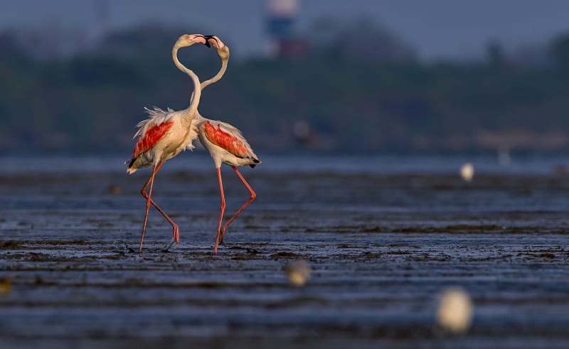 Tall, boisterous, and dressed in a ballerina’s pink tutu, the flamingo ...