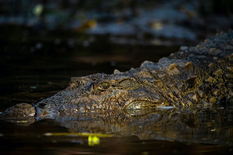 Hunting is not all brawn. It is a fine balance of patience ...