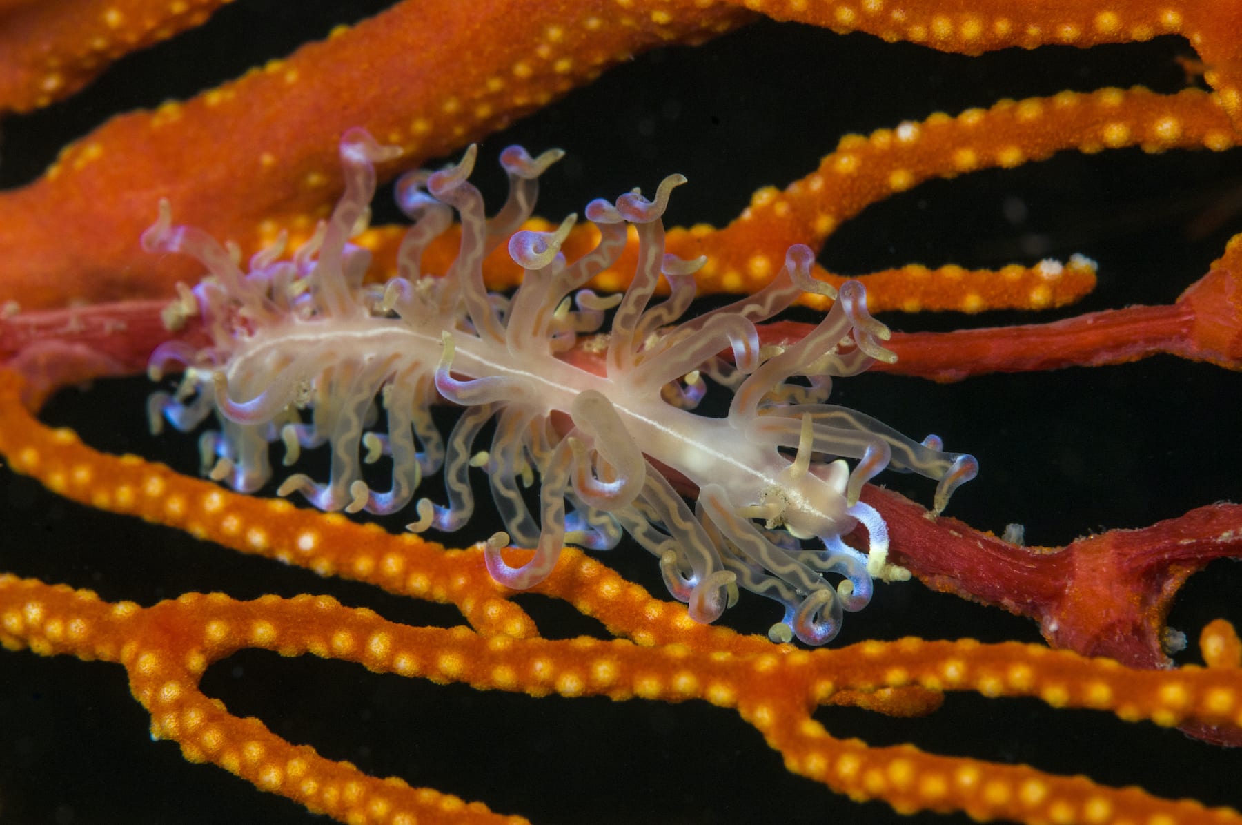 By Chetana Babburjung Purushotham