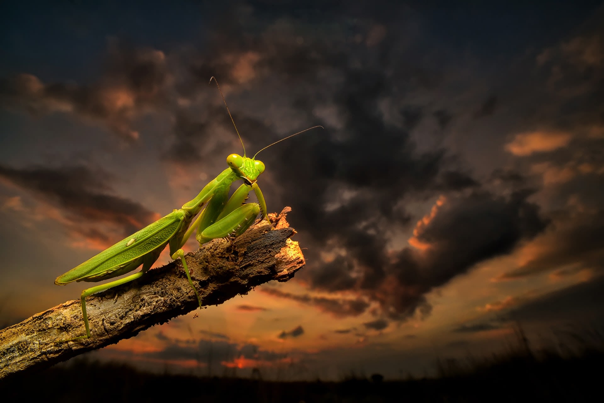 Master hunters with excellent camouflage, praying mantises are ...