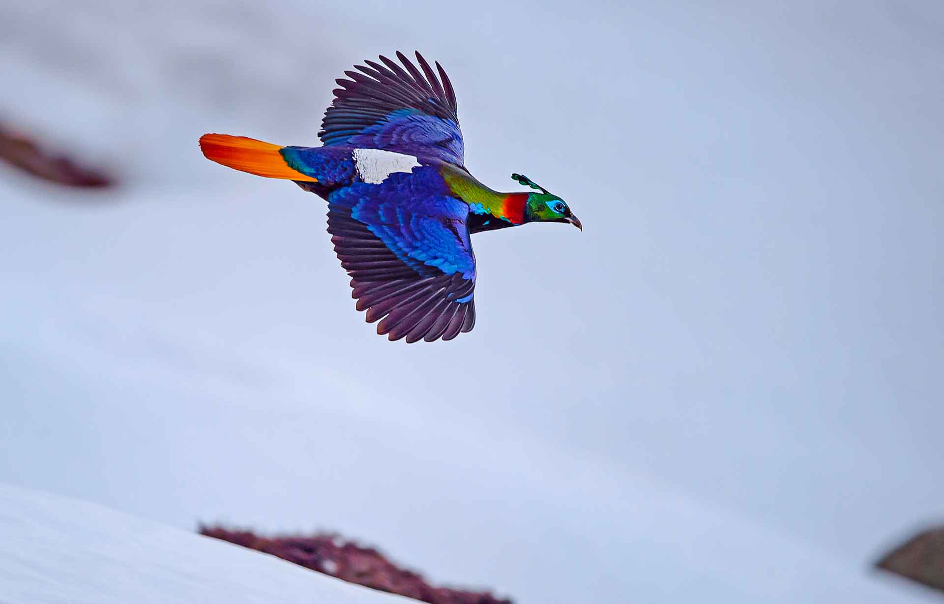 Dressed in royal plumage this iridescent male pheasant sports colours ...