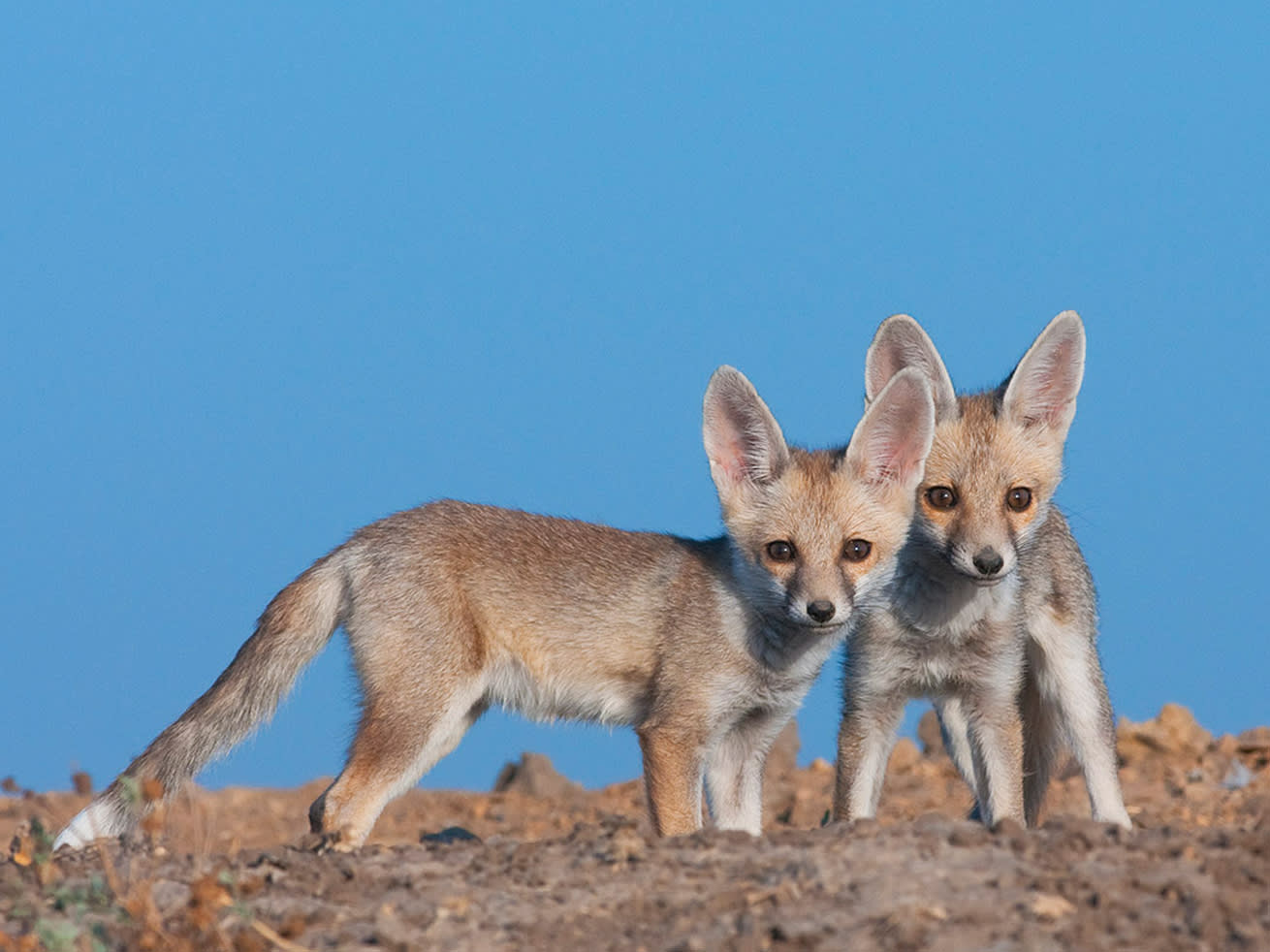 Well camouflaged in the desert, pups are both shy and curious, and will ...