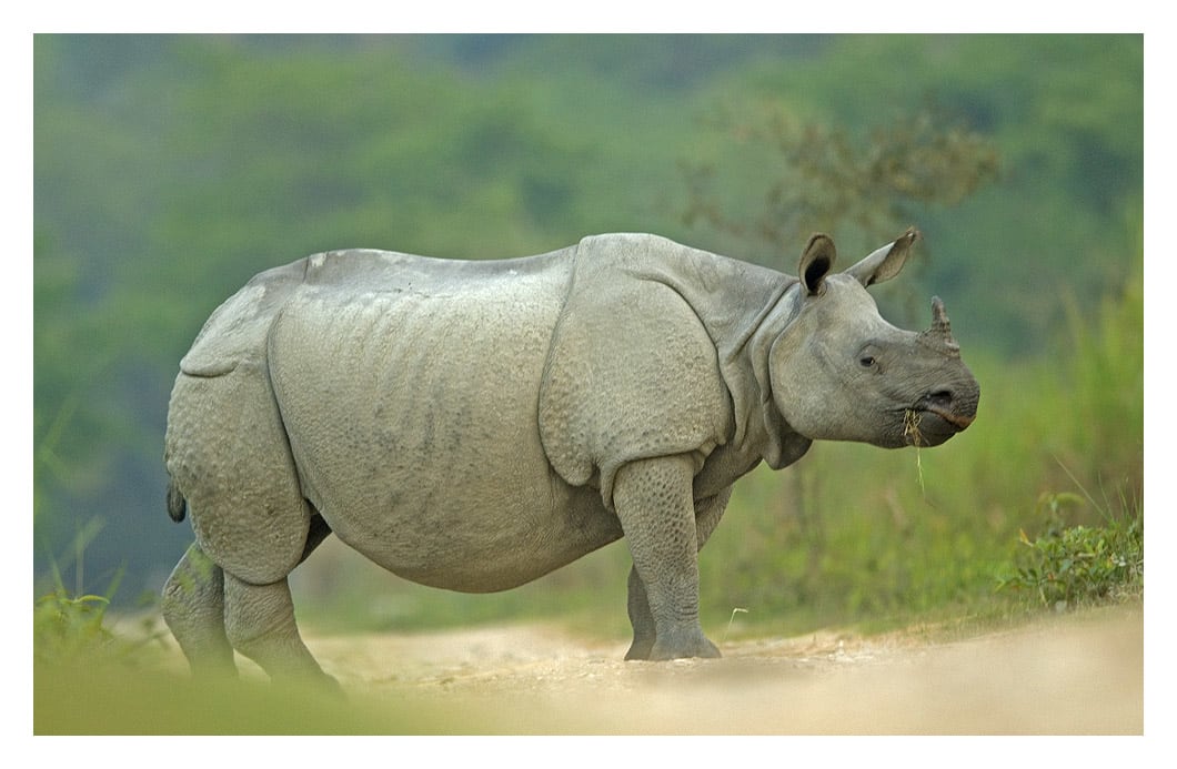 The greater one-horned rhino prefers to live in marshy, alluvial ...
