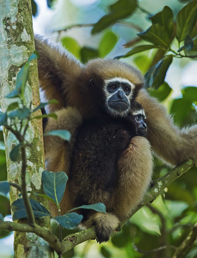Man and Wild: The Complicated Coexistence of Humans and Hoolock Gibbons in Assam | Roundglass ...