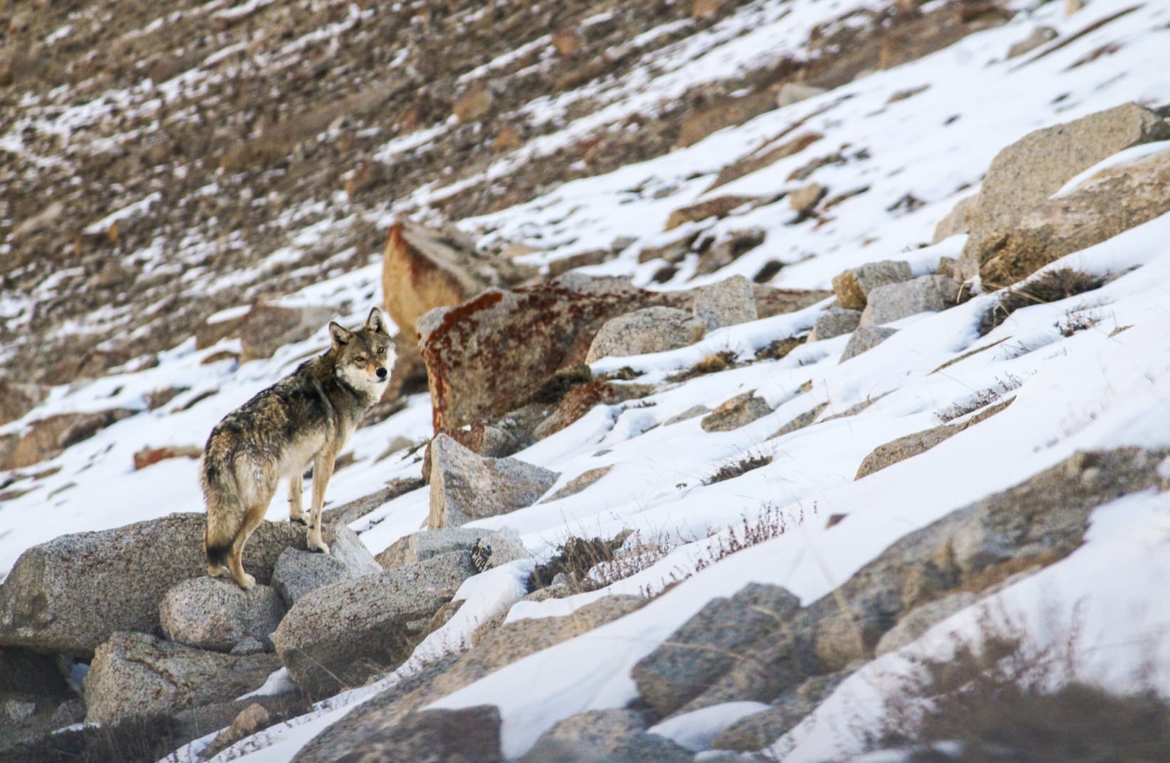 Stockier than its cousin found in the plains, the Himalayan wolf is also known as the woolly ...