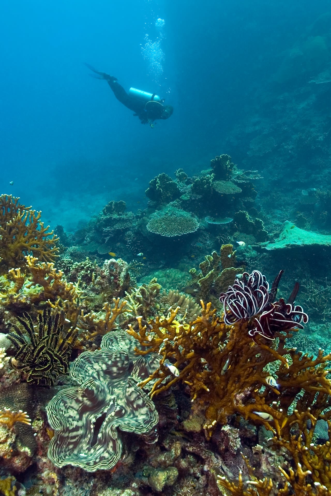 We need to make sure coral reefs remain vibrant and healthy. Not just ...