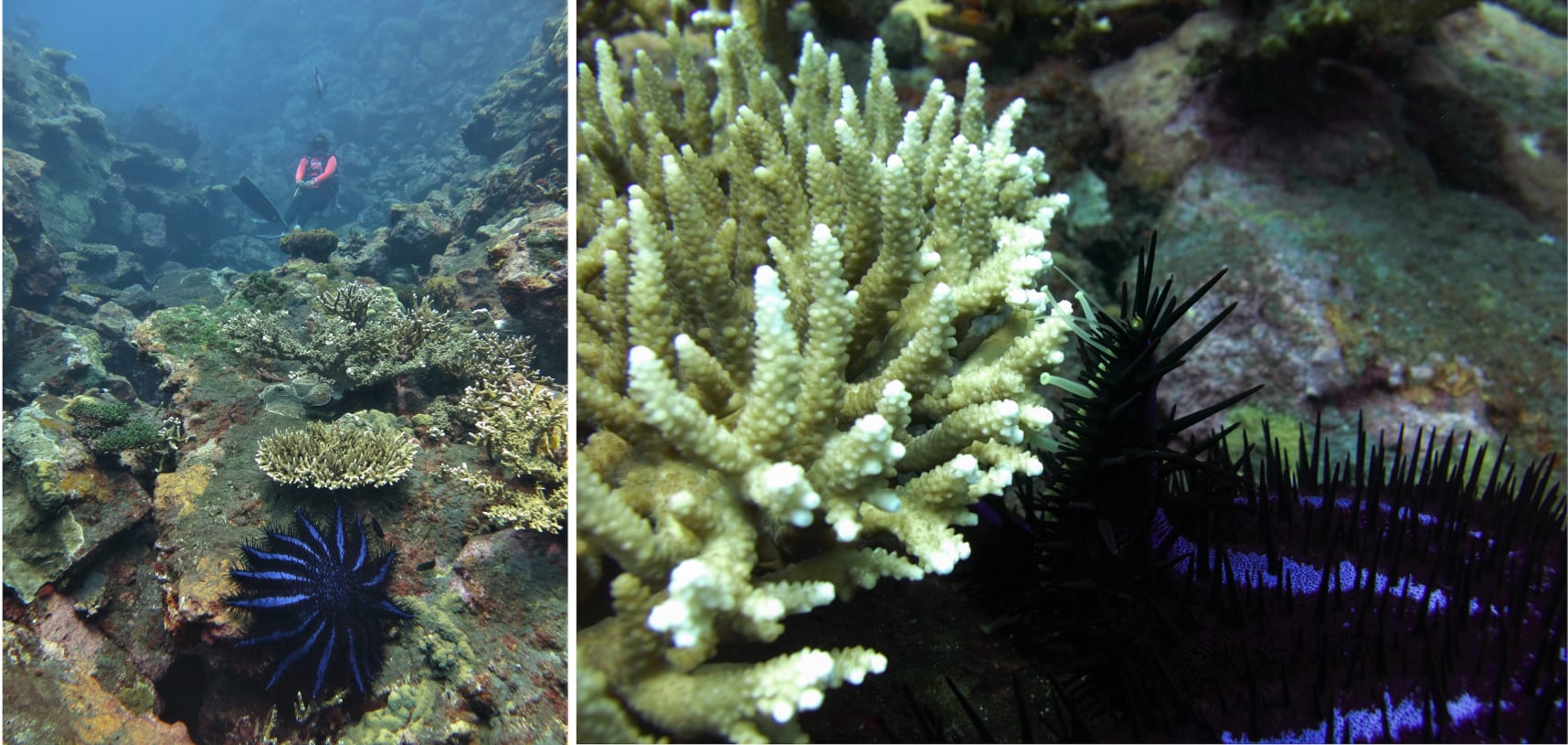 Crown-of-thorns sea stars are aptly named for the numerous rows of ...