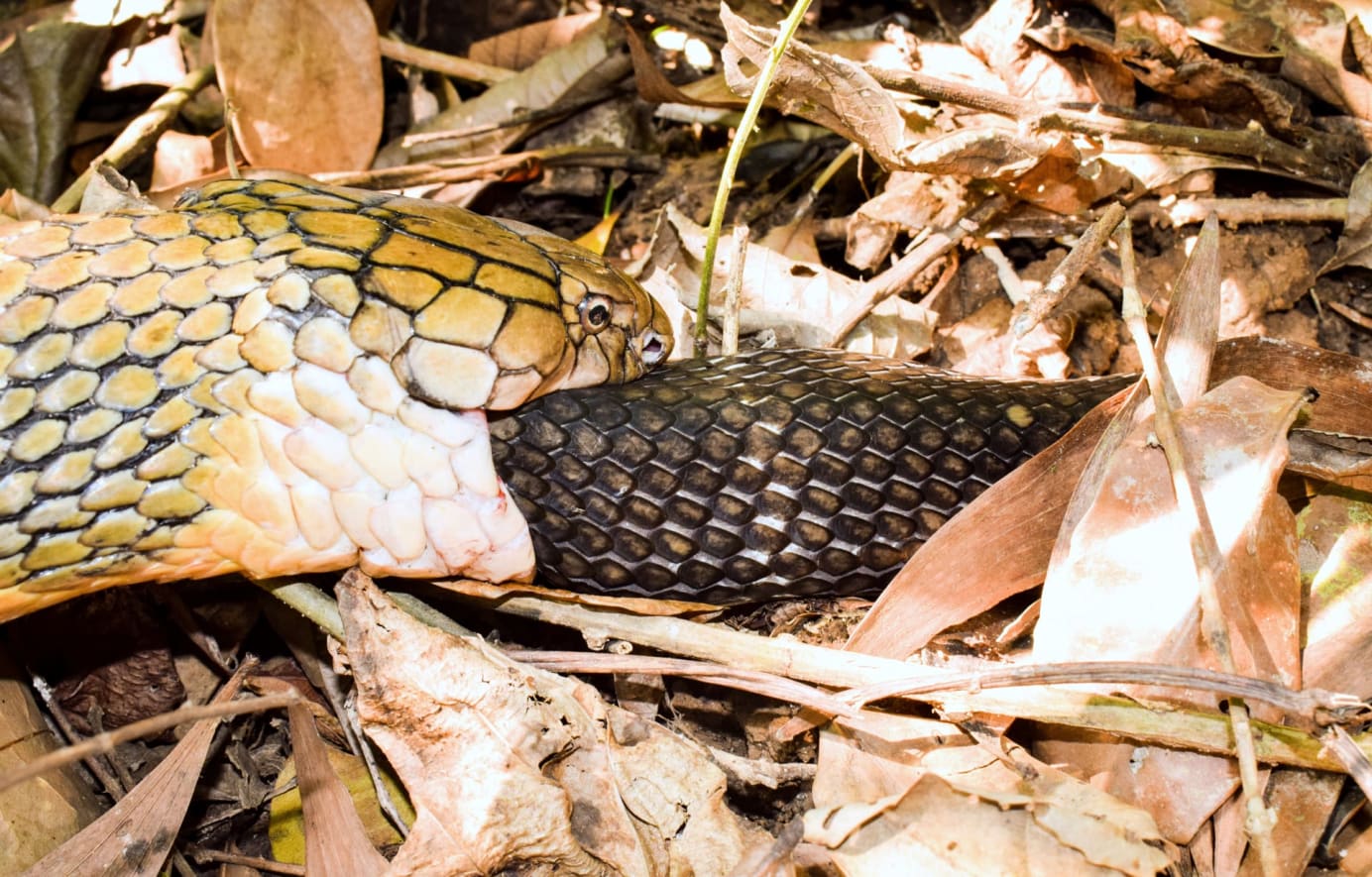 King Cobra Eating Prey