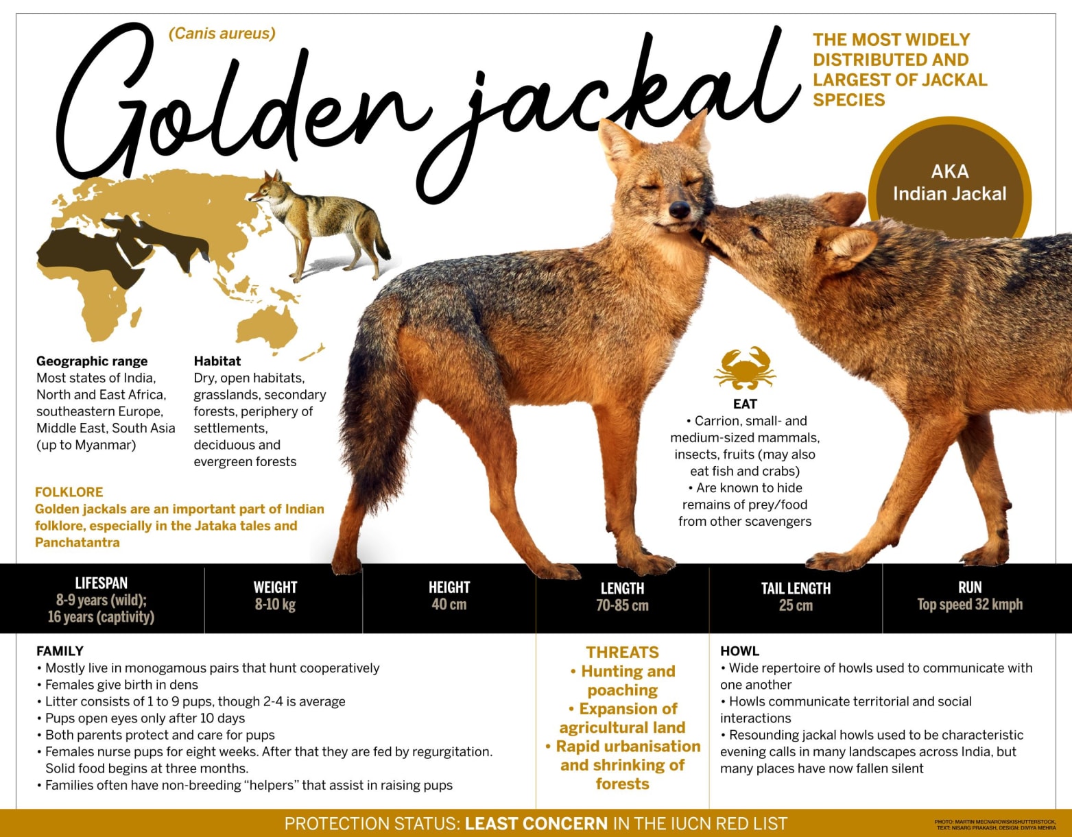 Golden Jackal: Facts, Diet, Habitat | Roundglass | Sustain Golden Jackal: Facts, Diet, Habitat | Roundglass | Sustain