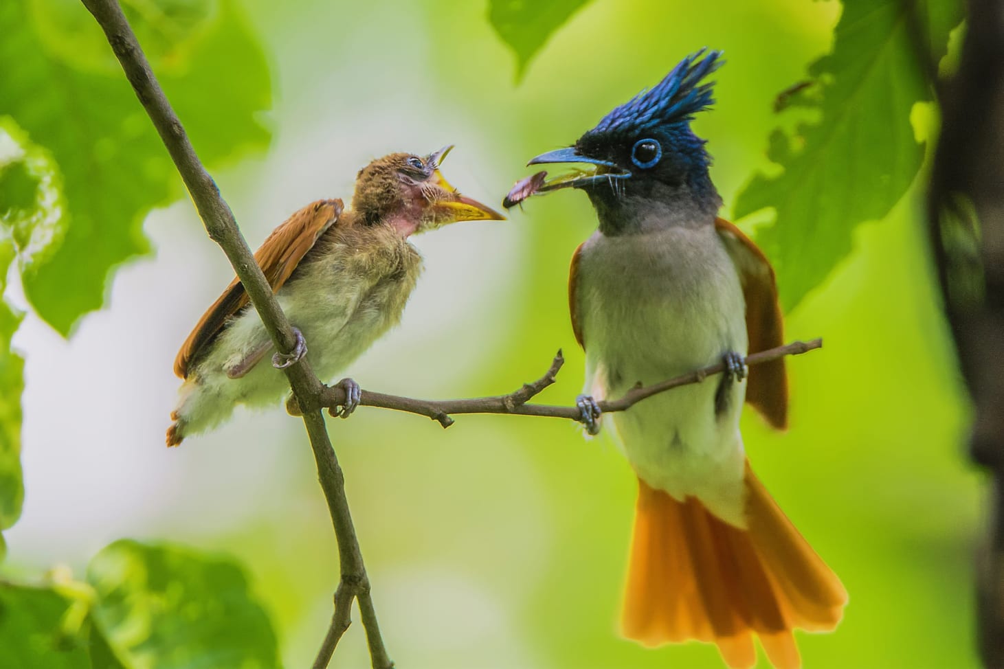 (Top) The flycatcher will often return to its favourite perch after ...