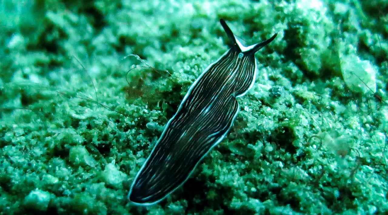 Sea slugs are not marine flatworms, though they may look like that ...