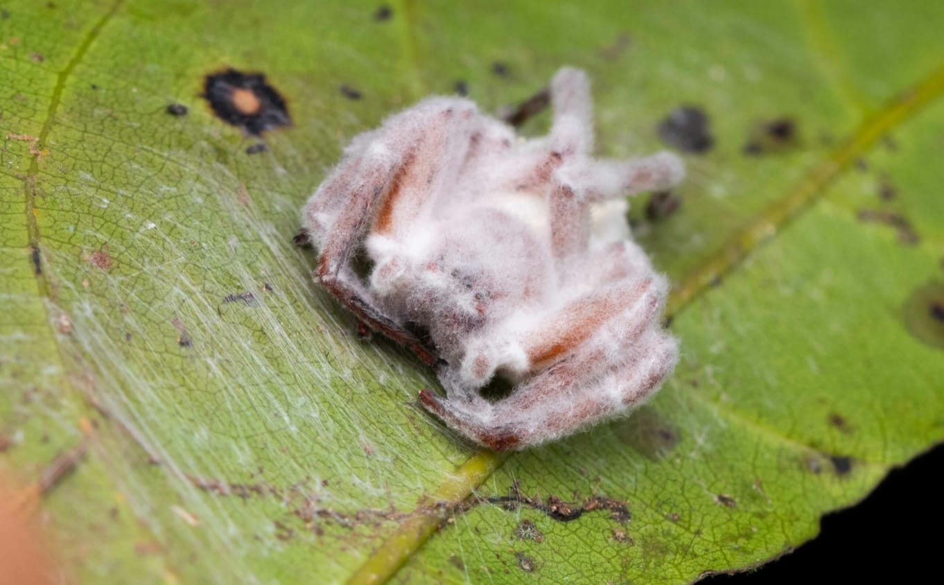 Wholistic Wellbeing for the People | RoundGlass Living