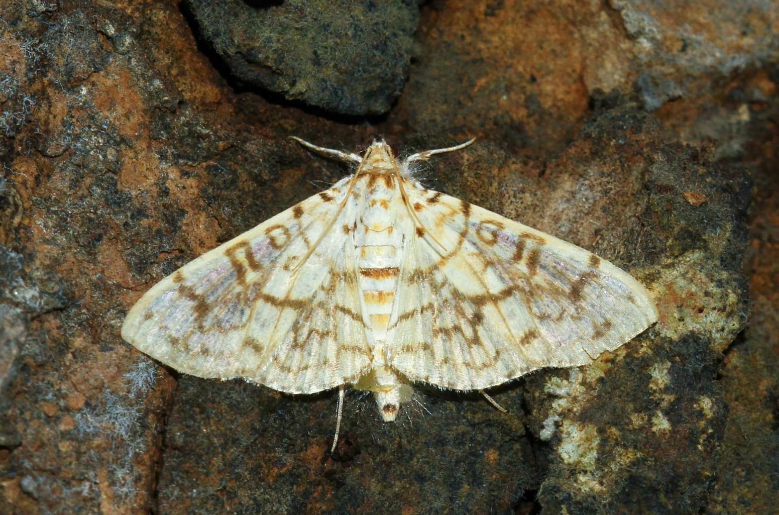 A jumping spider (left) is mummified by Torrubiella sp., a cordyceps ...