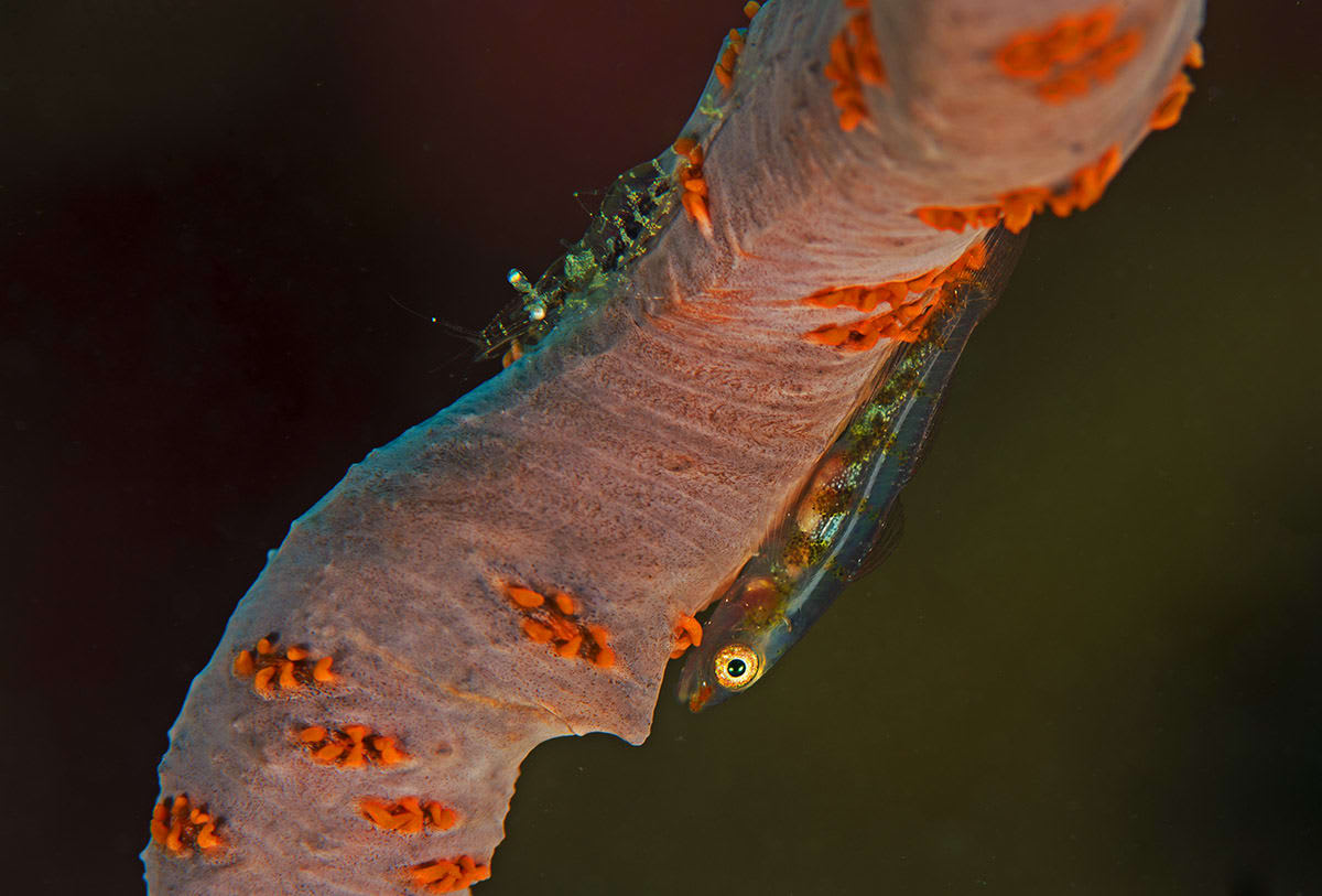 About the contributor s