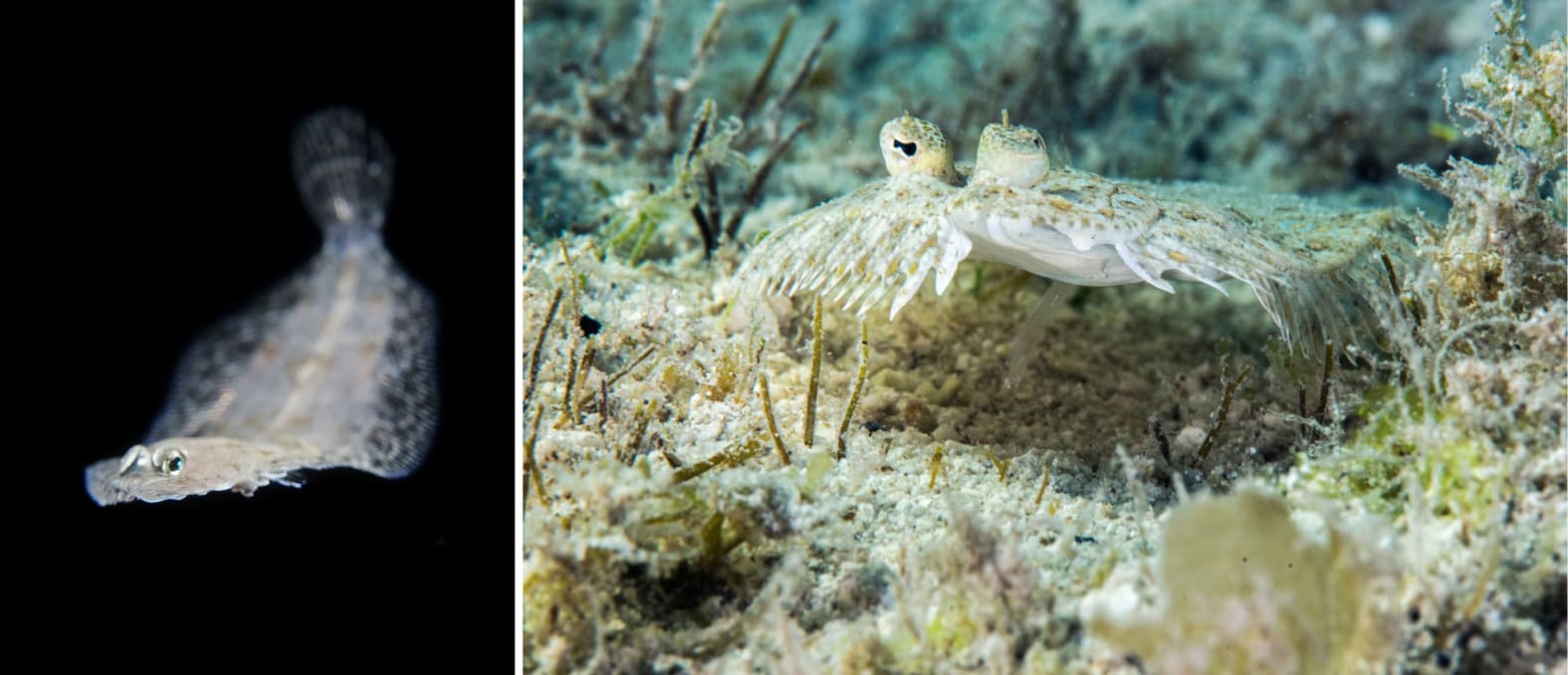 About the contributor