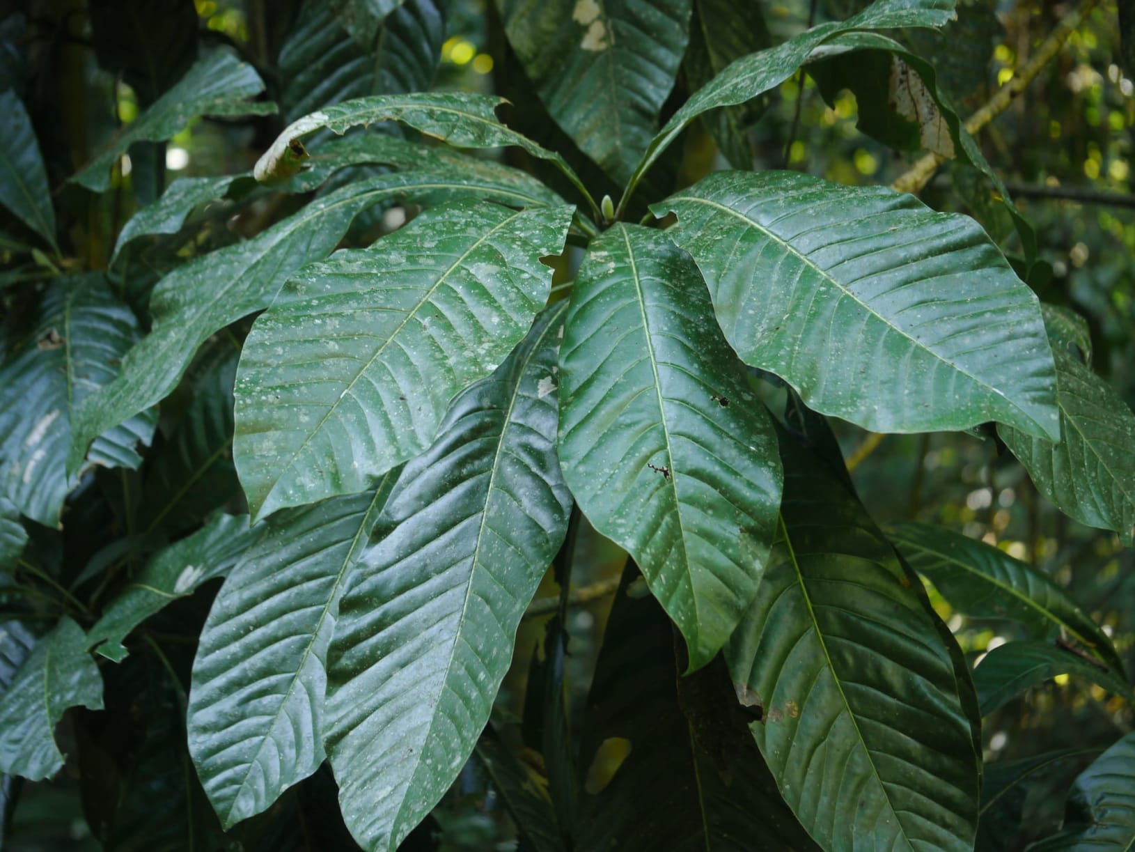 The Woody Wonders of Arunachal Pradesh and How to Identify Them