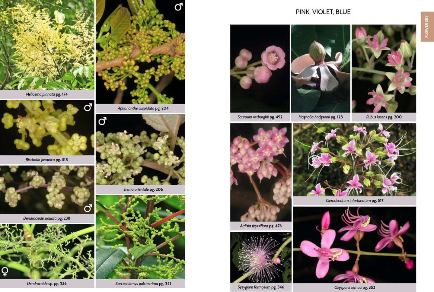 The book contains detailed flower keys and fruit keys for easy ...