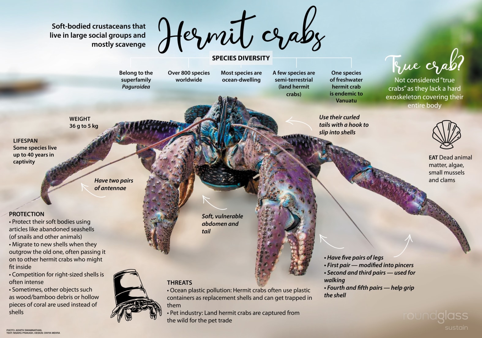 Hermit Crab Facts Habitat Diet Roundglass Sustain