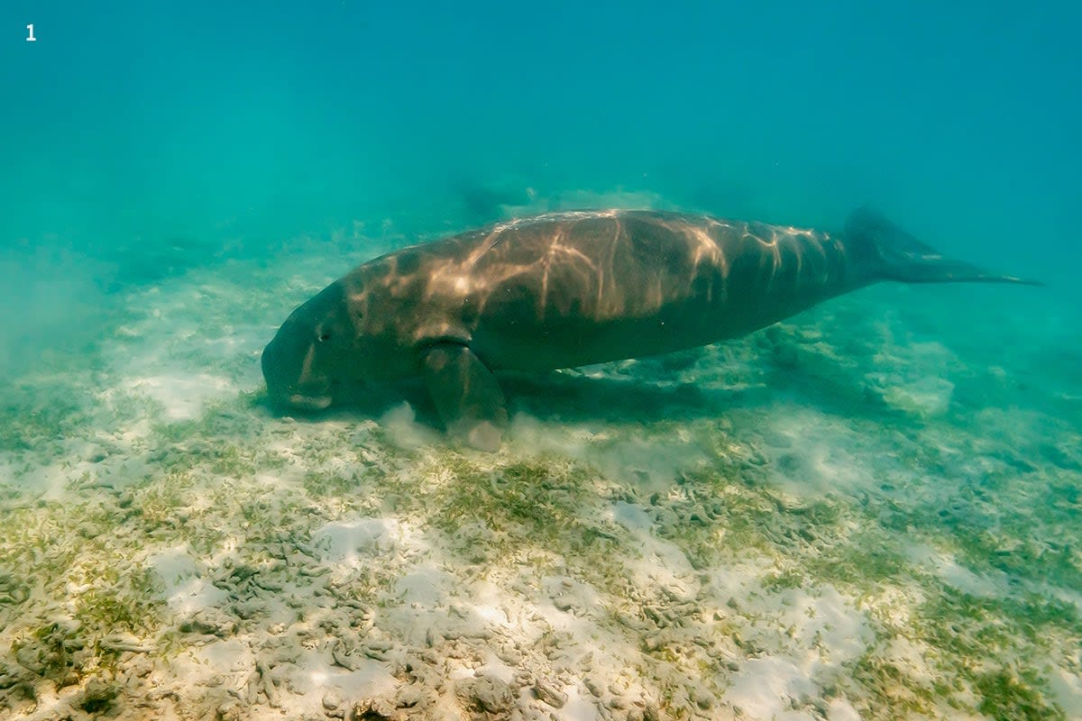Life In A Seagrass Meadow Roundglass Sustain