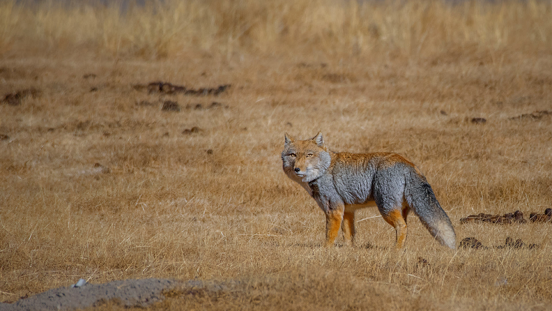 All about Tibetan sand fox