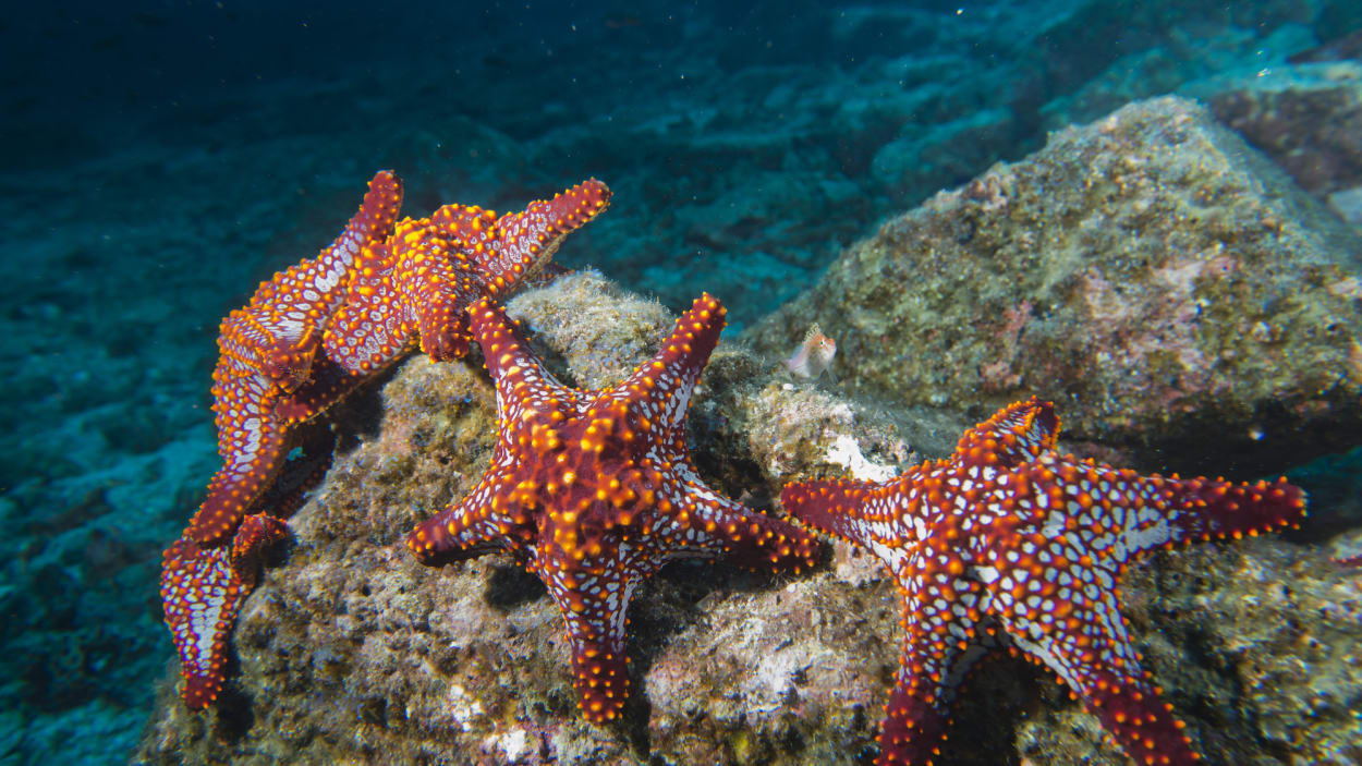 Did You Know? Starfish and How They Regenerate