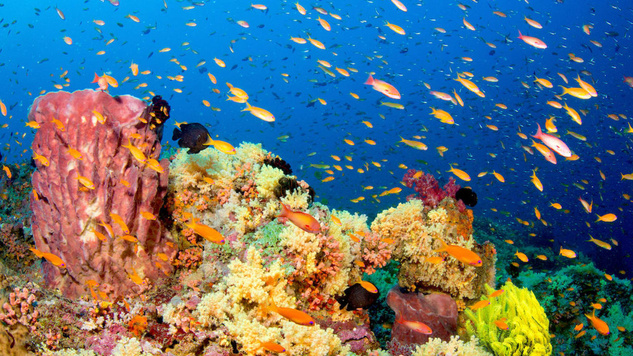 Fishy Phenomena: Sex on the Reef