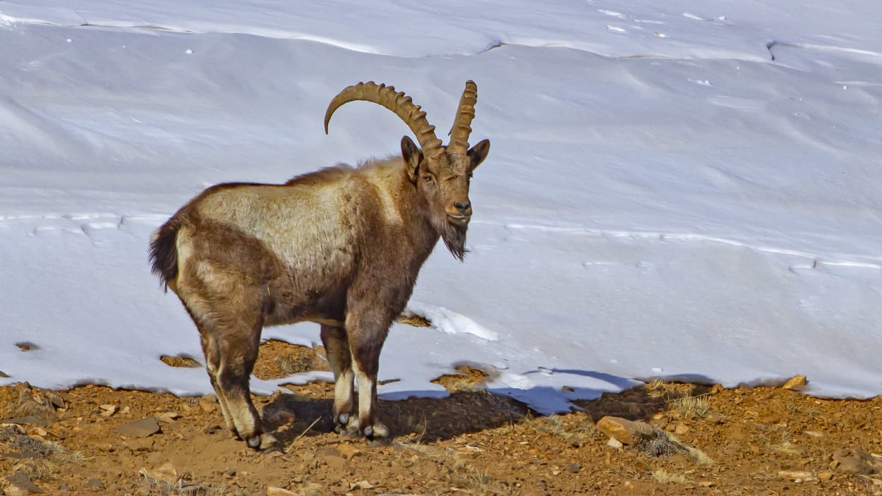 How Village Folklore Helps Conserve the Ibex of Pin Valley