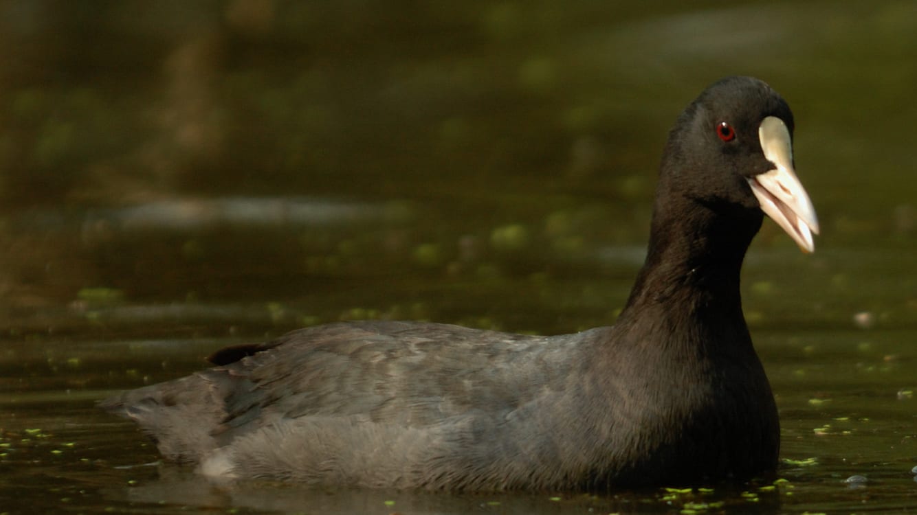 A Tux and a Dance: A Day in the Life of the Common Coot