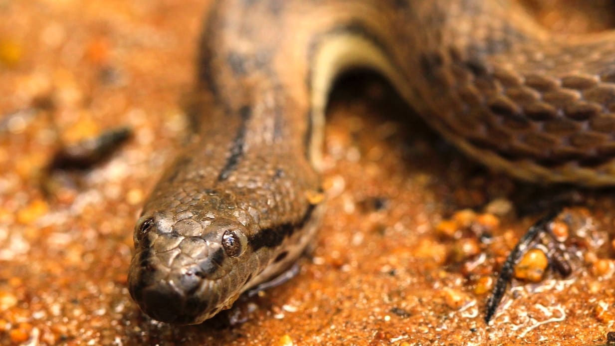 Dog-faced Water Snake: Sludge and Salt in the Intertidal Zone