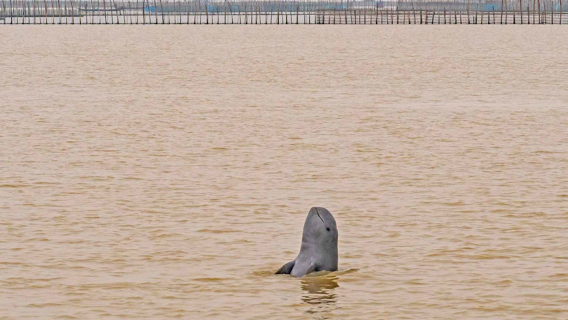 A Fine Balance Irrawaddy Dolphins In Chilika Lake