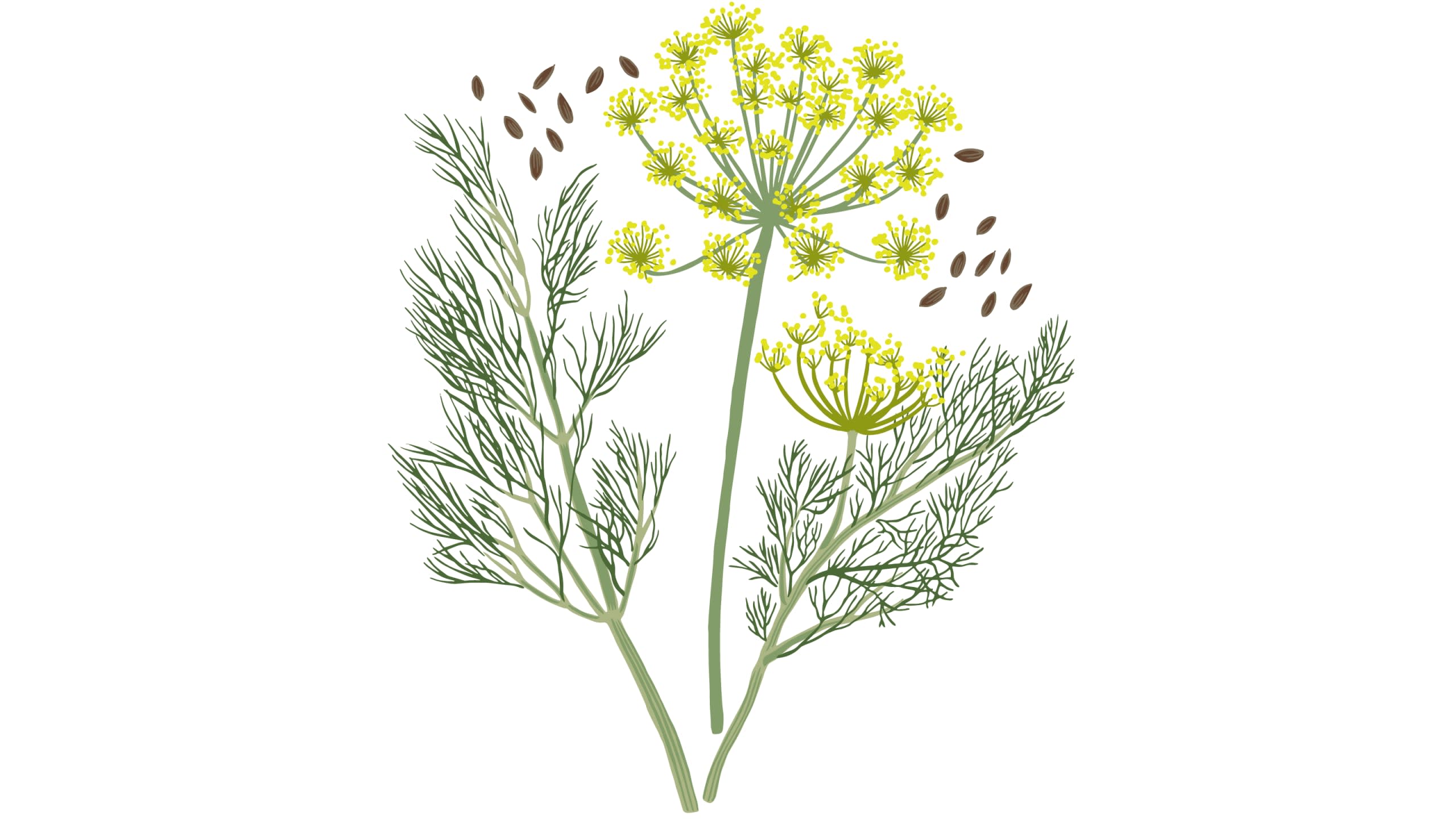 Dill Flower Drawing